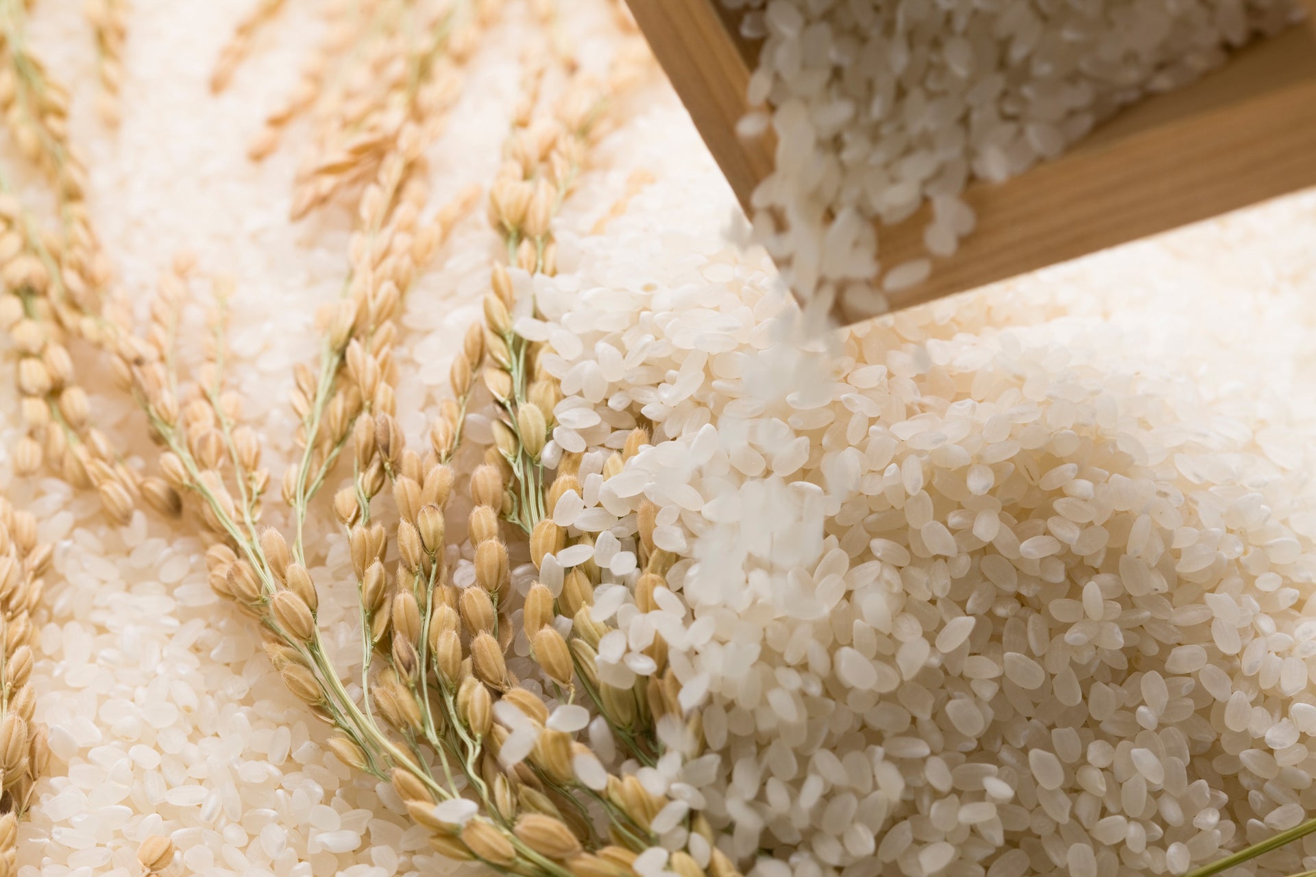 The History of Rice: A Journey Through Japan's Staple Crop – Riceye